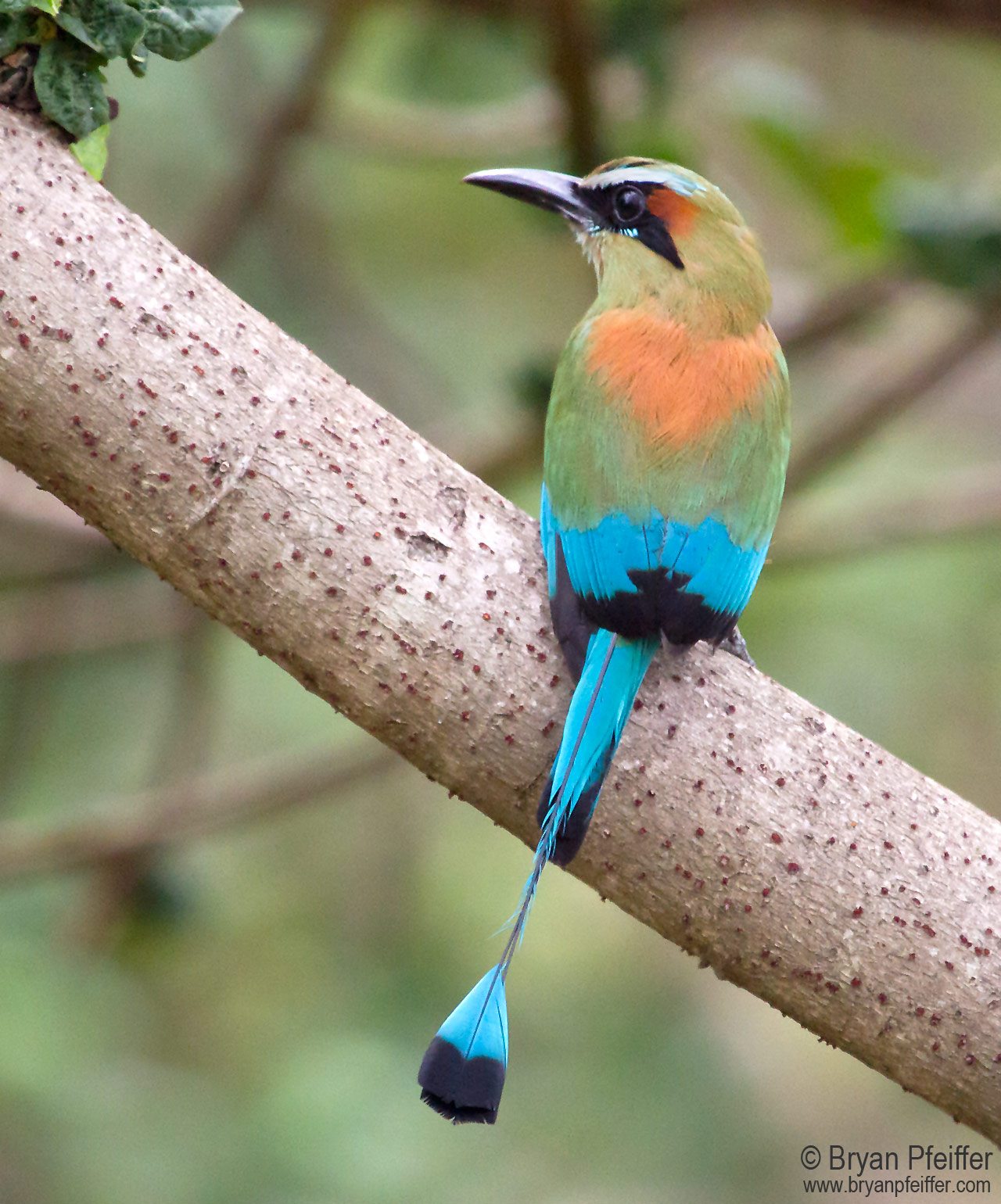 In the Rainforest: Pleasure and Peril Among the Unknown – Bryan Pfeiffer