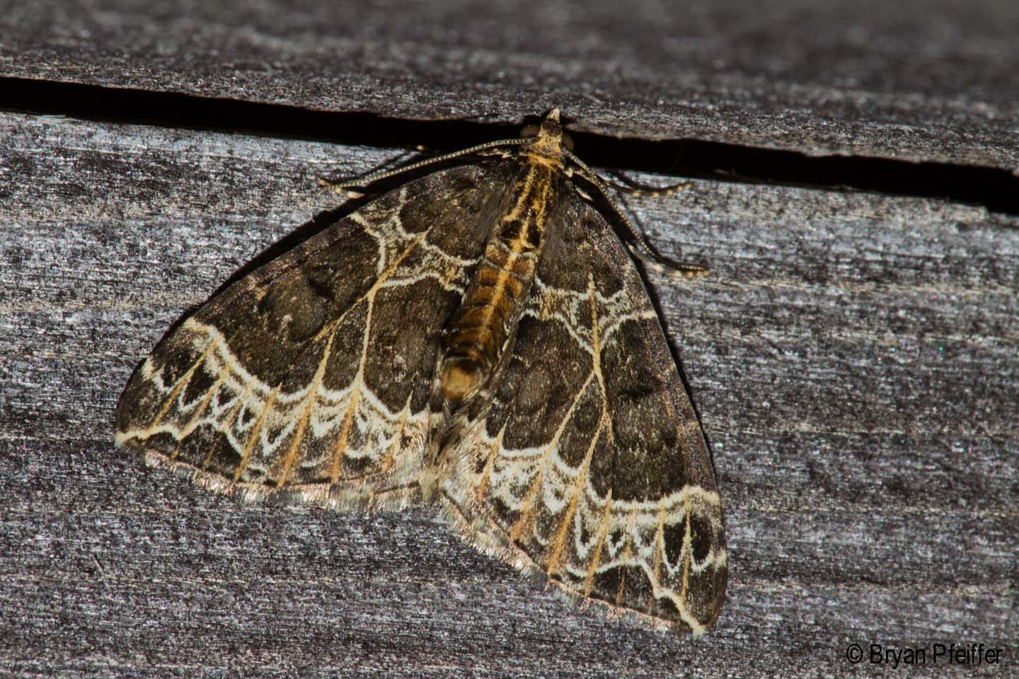 The Moths of Montpelier – Bryan Pfeiffer