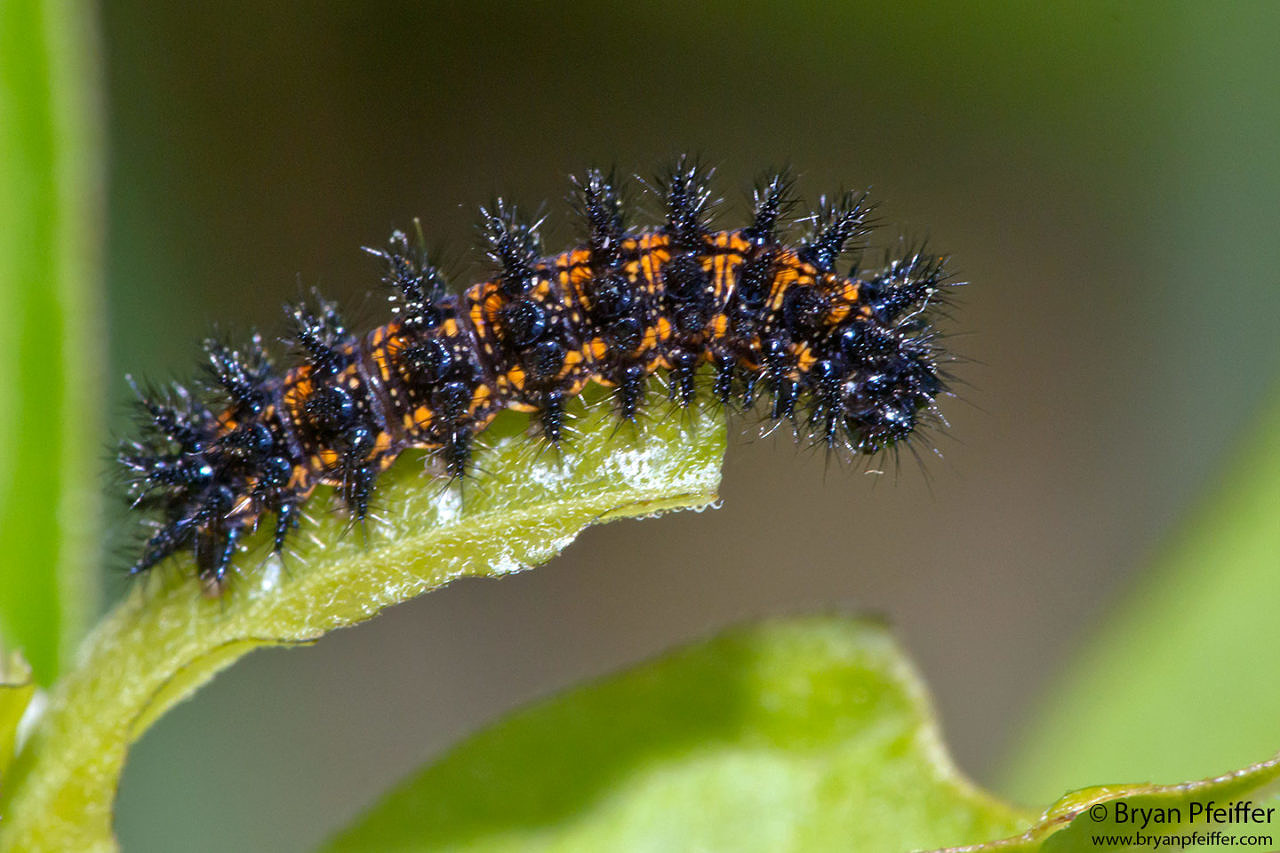 Check Out These Checkerspots