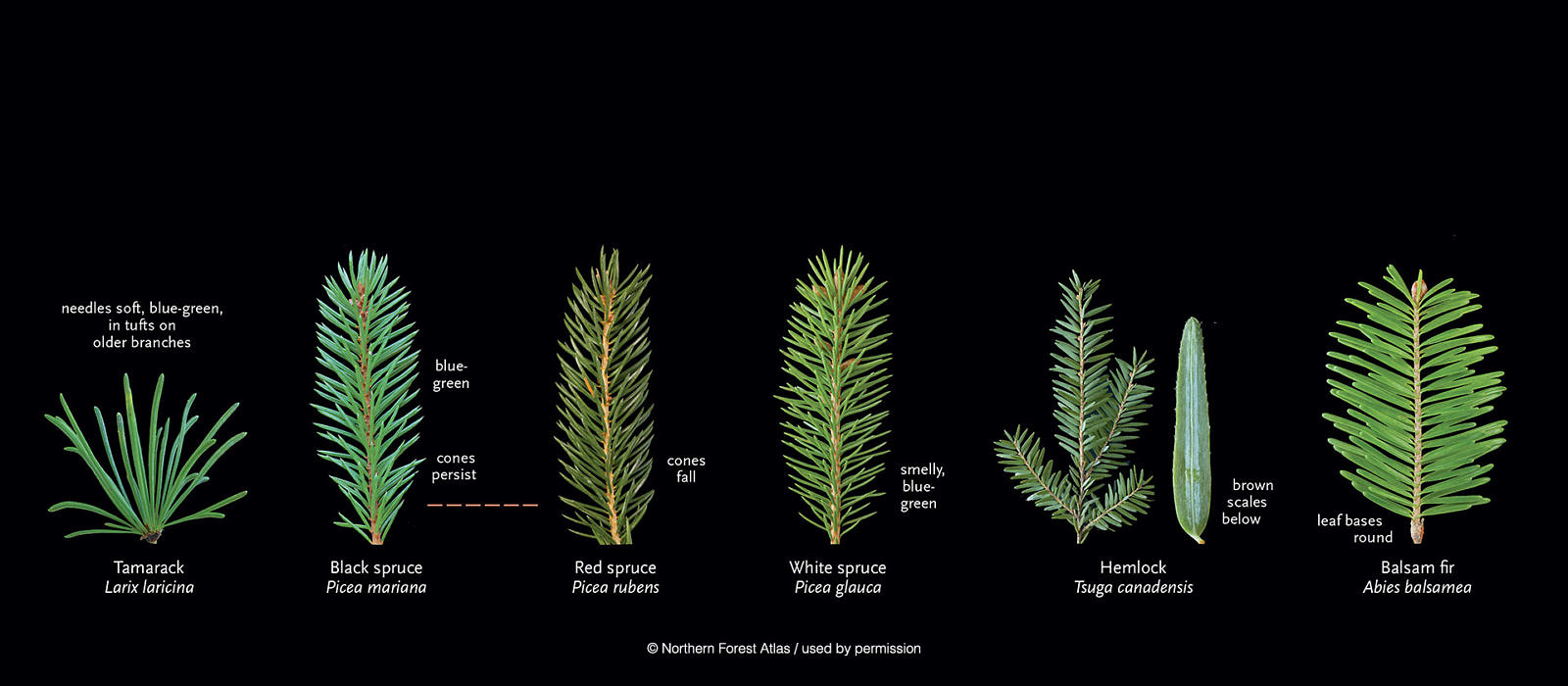 northern-forest-atlas-conifers-reduced-text | Bryan Pfeiffer
