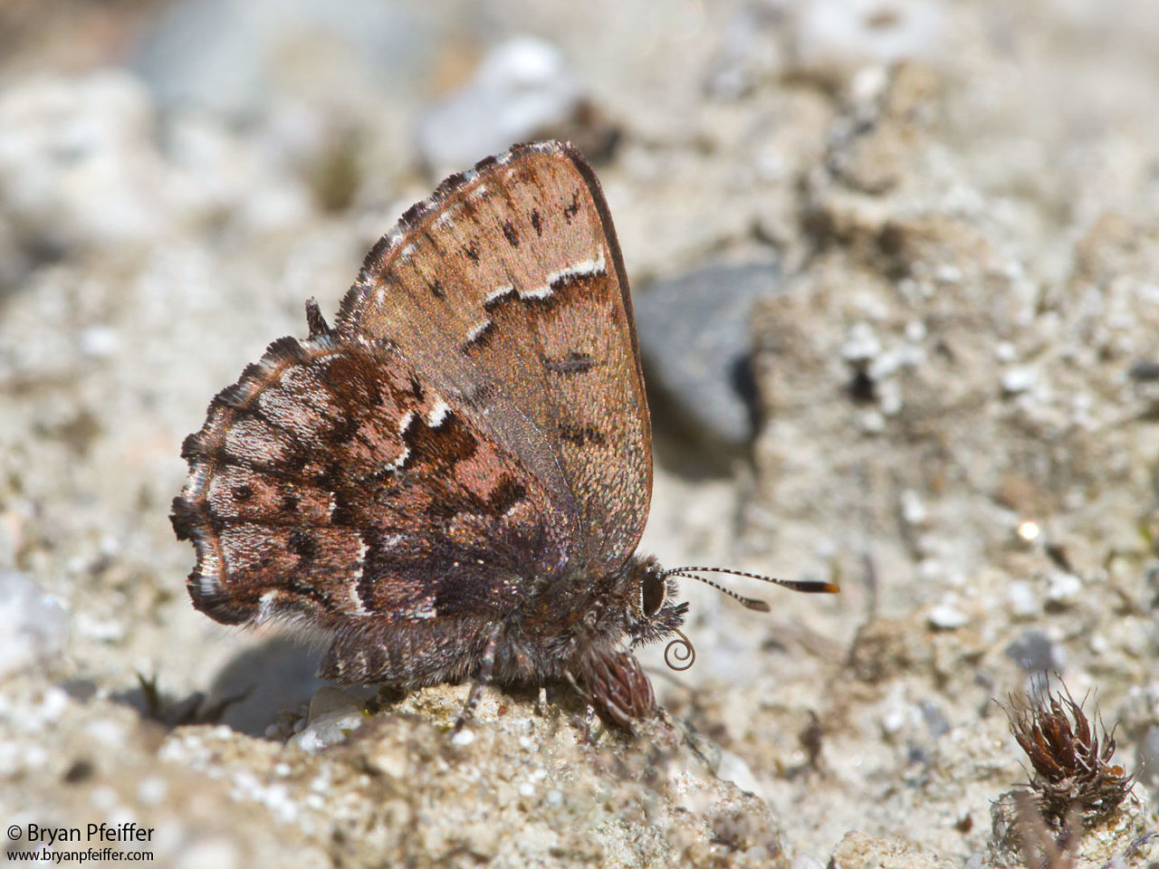 Little Brown Butterflies and the Pandemic