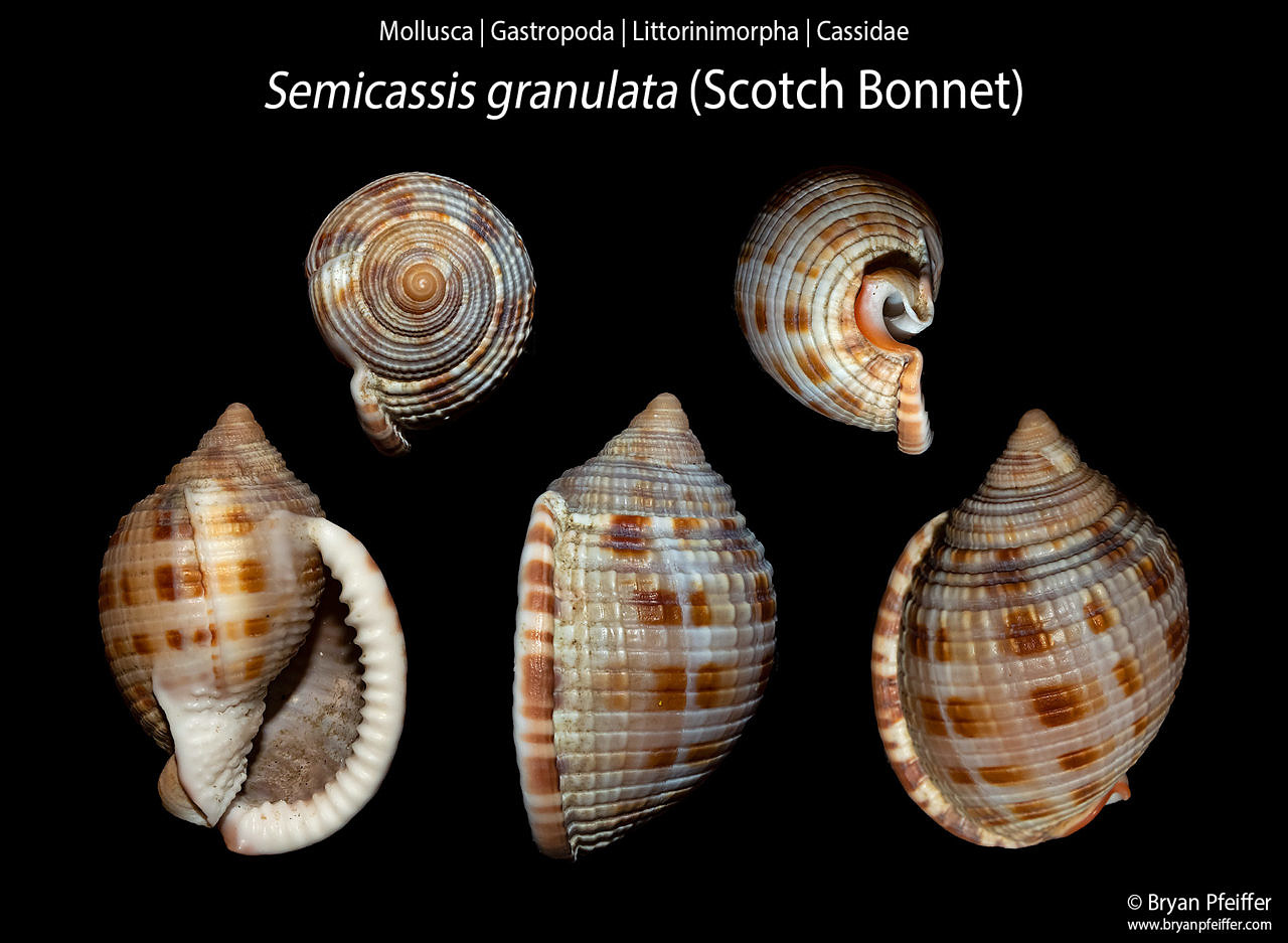 semicassis-granulata-nc-26jan2018 | Bryan Pfeiffer