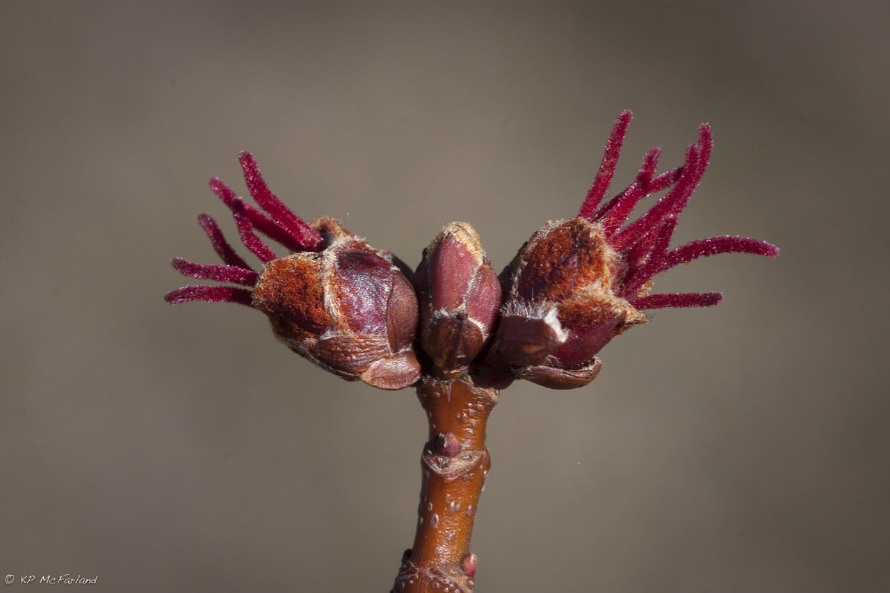 Silver Maple (Acer saccharinum) flower | Bryan Pfeiffer