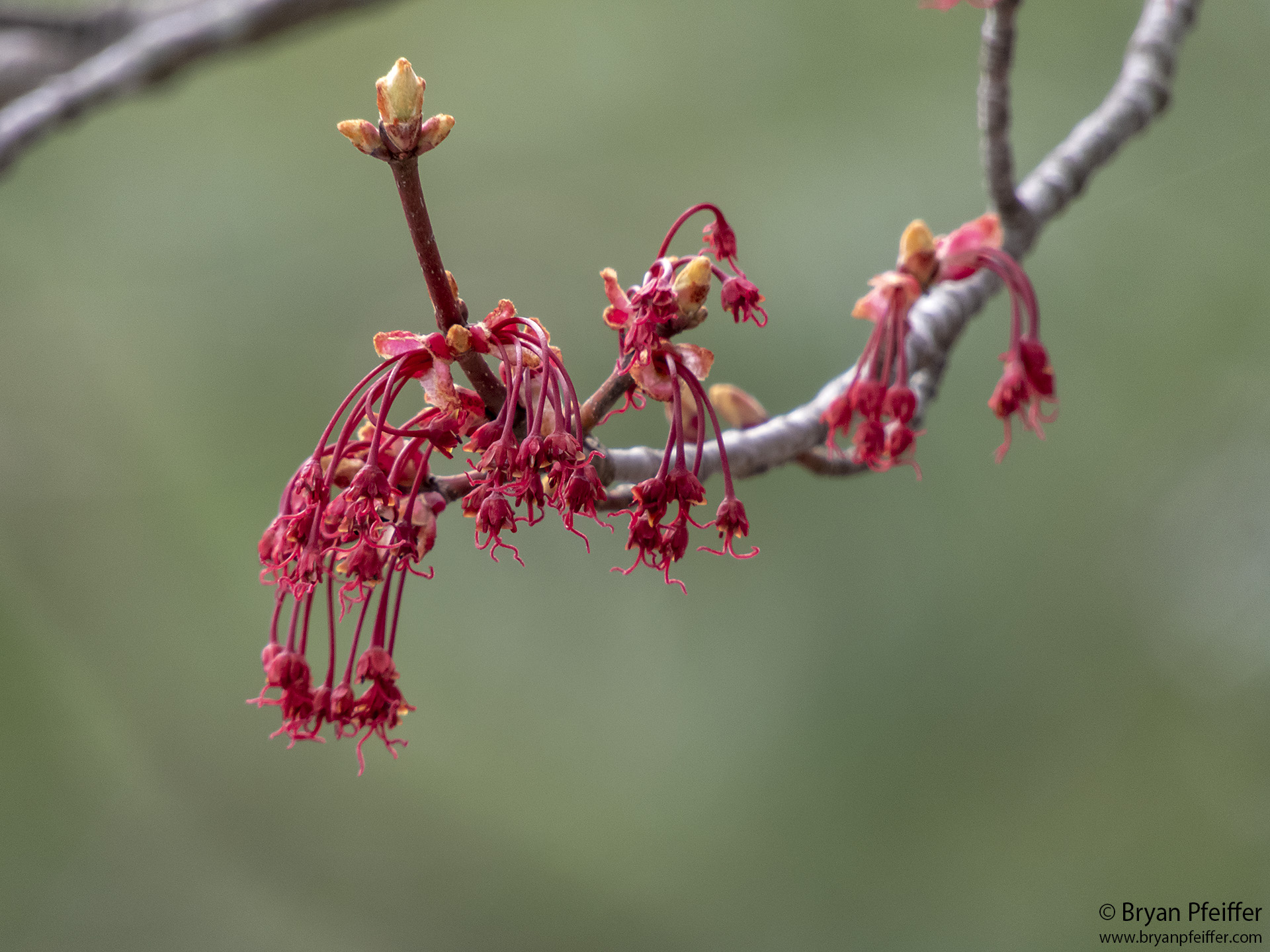 Red Alert The Super Bloom And Gender Identity In Red Maple