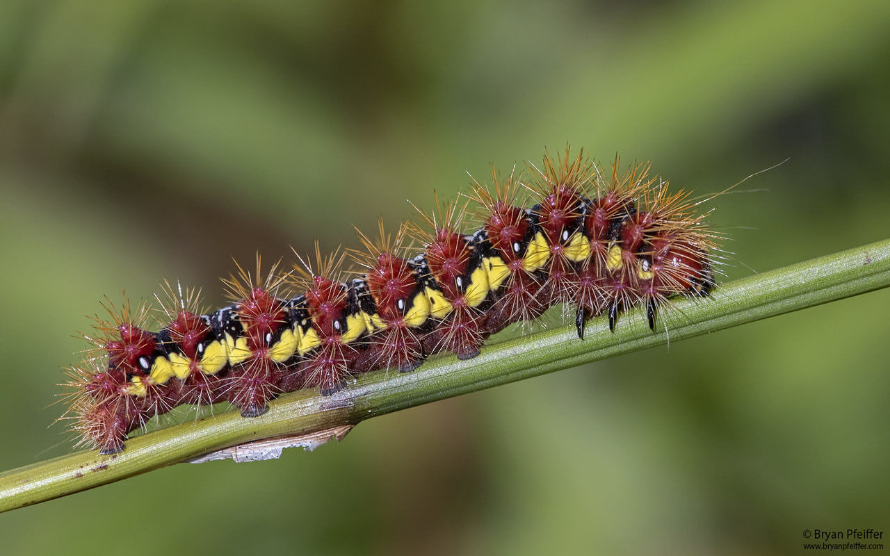 acronicta-oblinita-me-27aug2019 | Bryan Pfeiffer