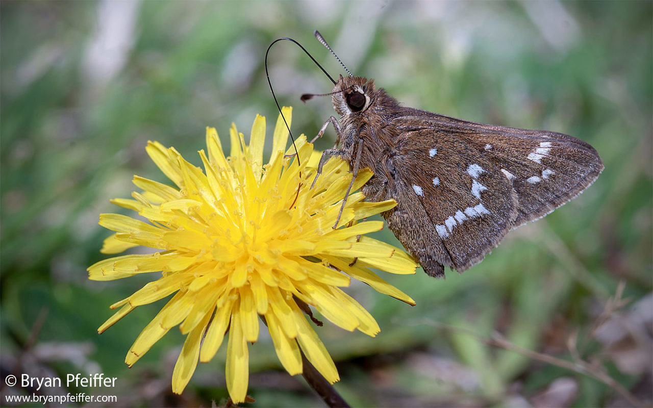Of Flowers and Light: The Rise of Butterflies