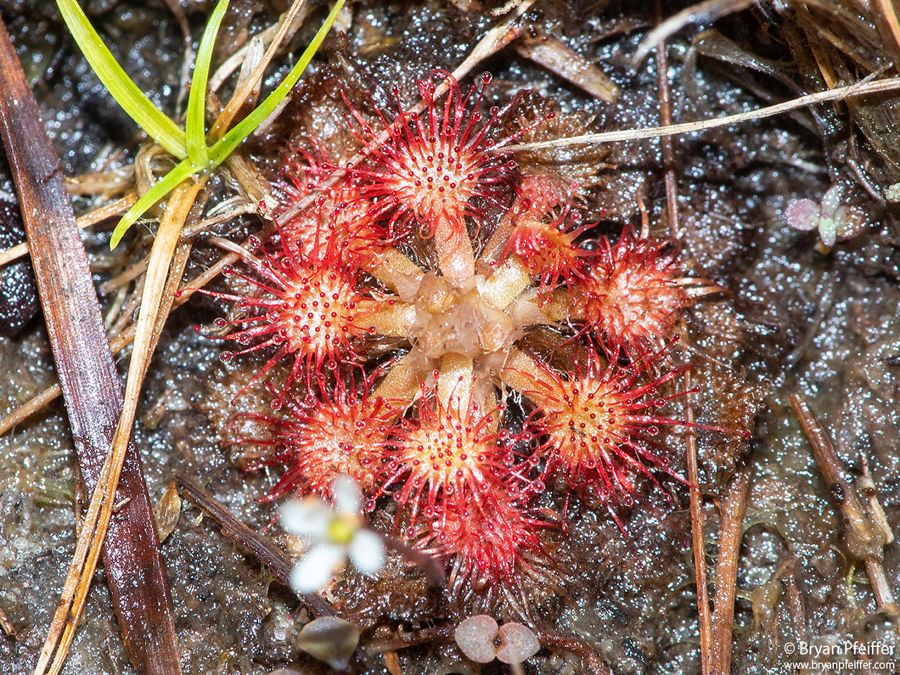 drosera-capillaris-ms-10feb2020 | Bryan Pfeiffer