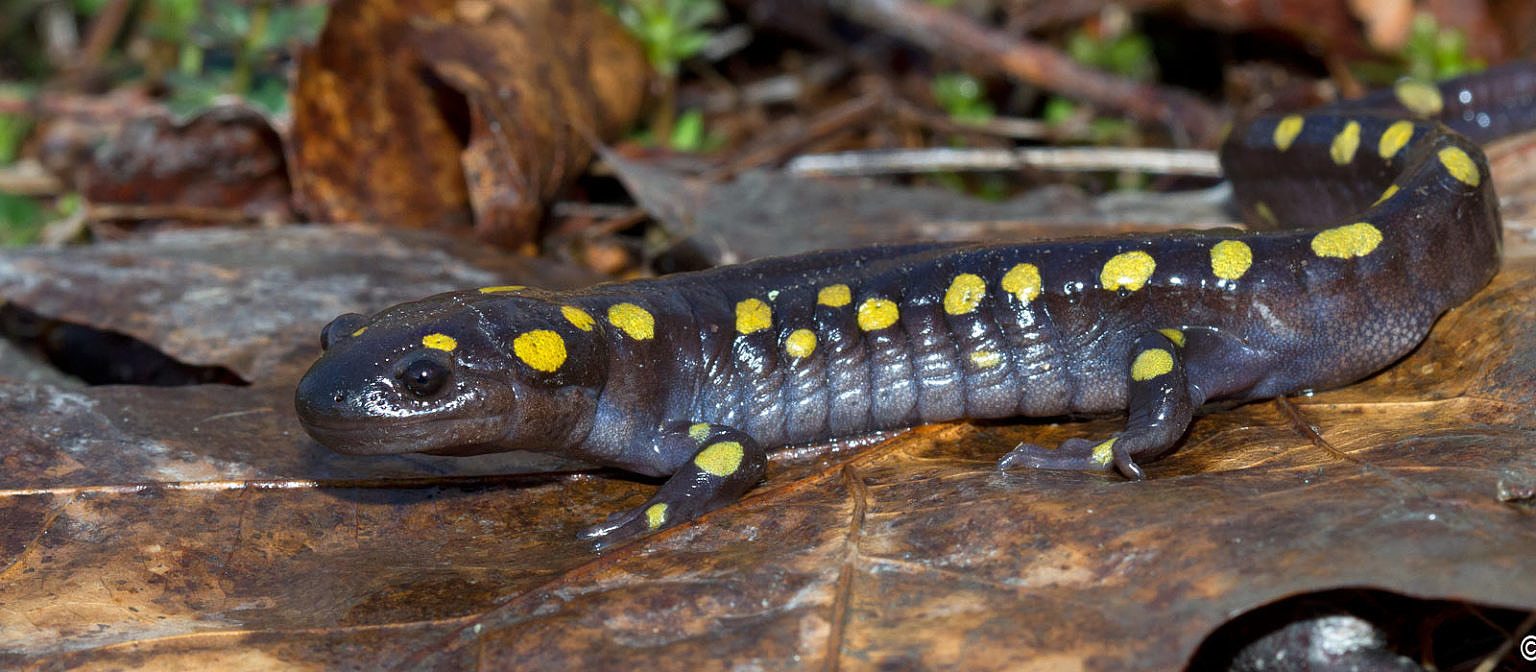 spotted-salamander-profile-1800x700_1600x700_acf_cropped-1 | Bryan Pfeiffer