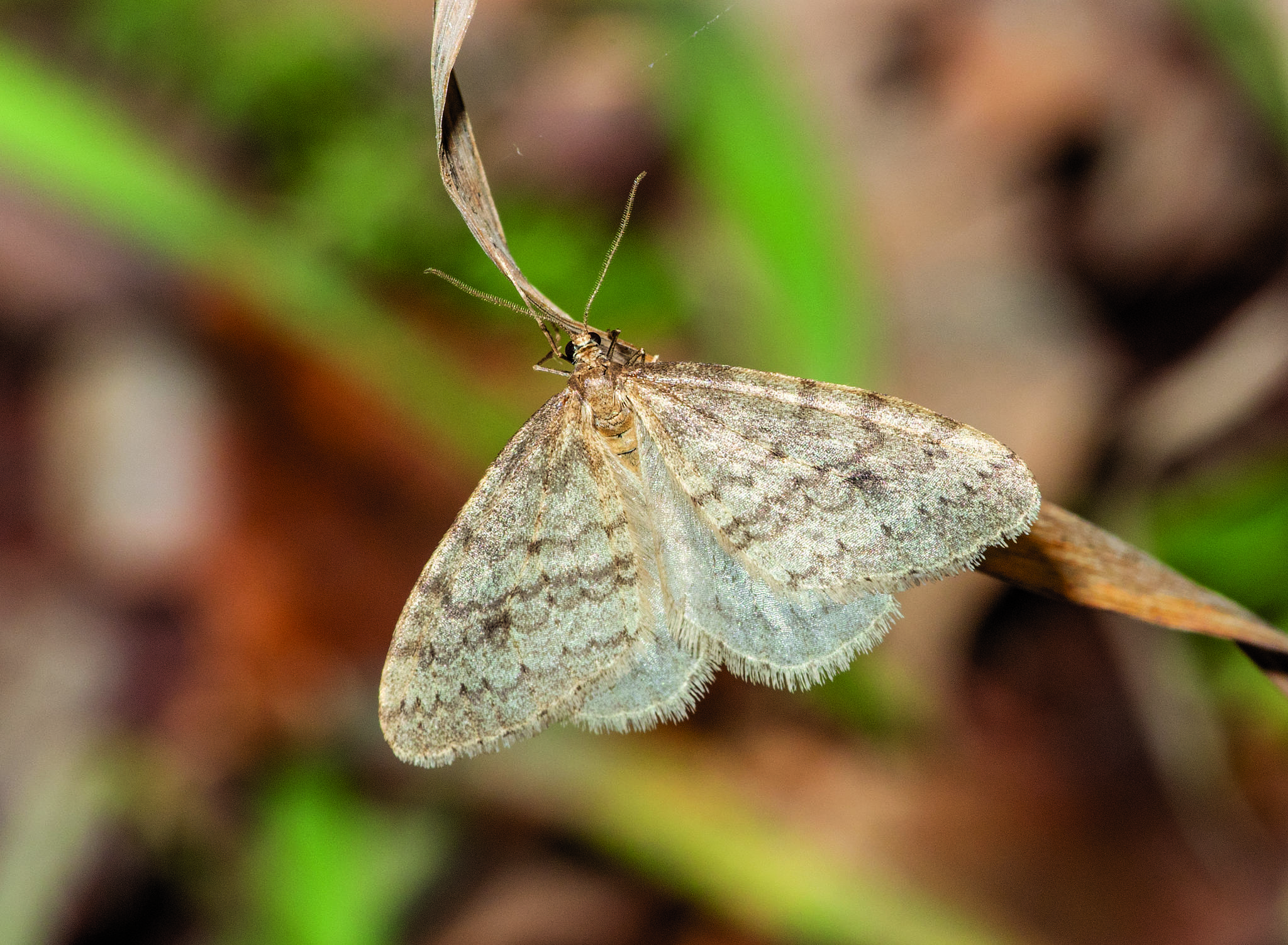 operophtera-bruceata-bruce-spanworm-male-bryan-pfeiffer | Bryan Pfeiffer